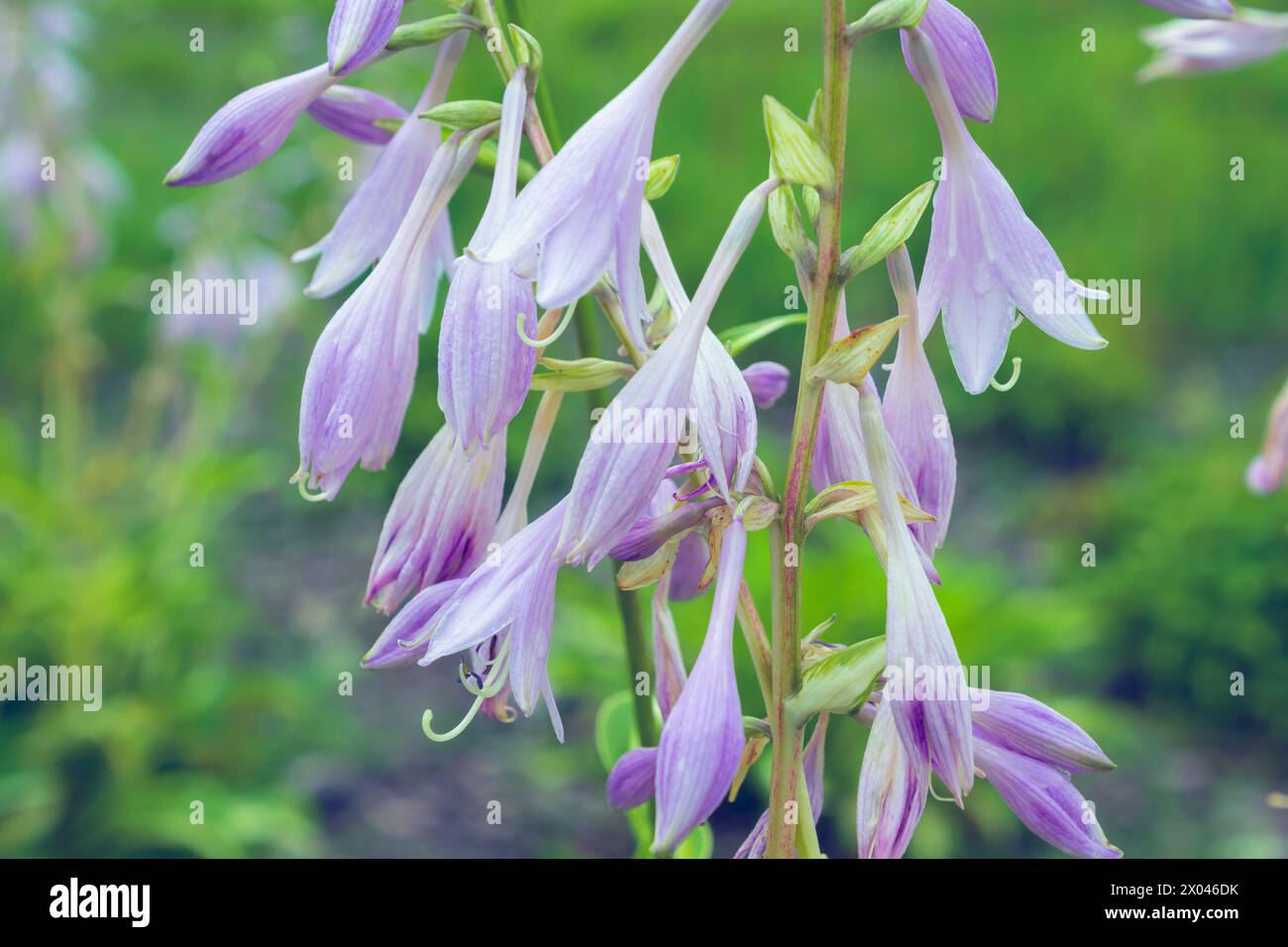 Purple hosta hi-res stock photography and images - Alamy