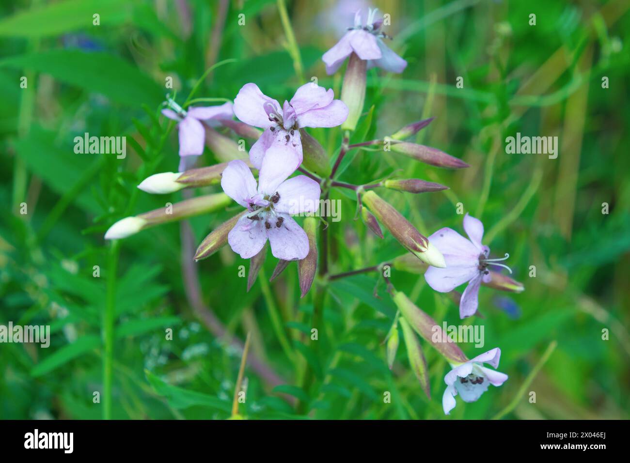 Purple flowers of Saponaria officinalis in the meadow, close-up. common ...