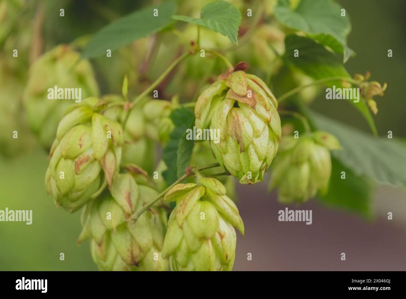 Green hop cones, close-up. Humulus. family Cannabinaceae. Plants and ...