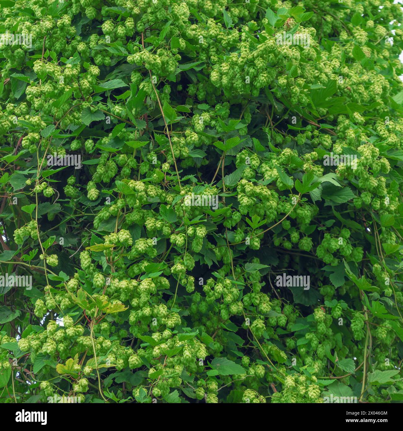 Green hop cones, close-up. Humulus. family Cannabinaceae. Plants and ...