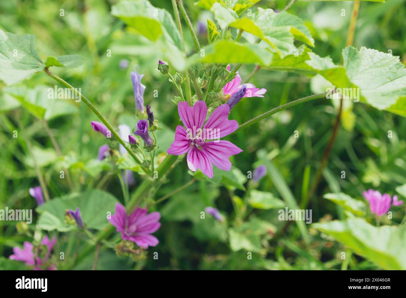 Purple Malva sylvestris flowers in a meadow, close-up. common mallow ...