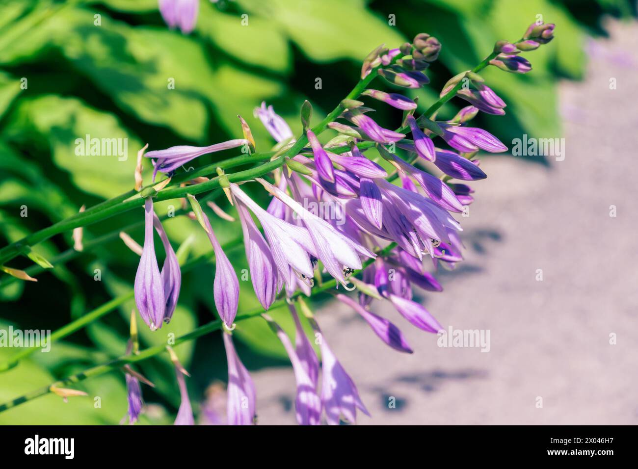 Purple hosta hi-res stock photography and images - Alamy