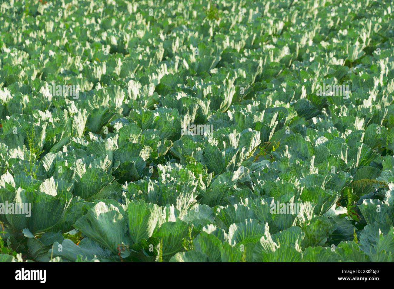 Field with cabbage. Growing vegetable crops. Vegetables and fruits ...
