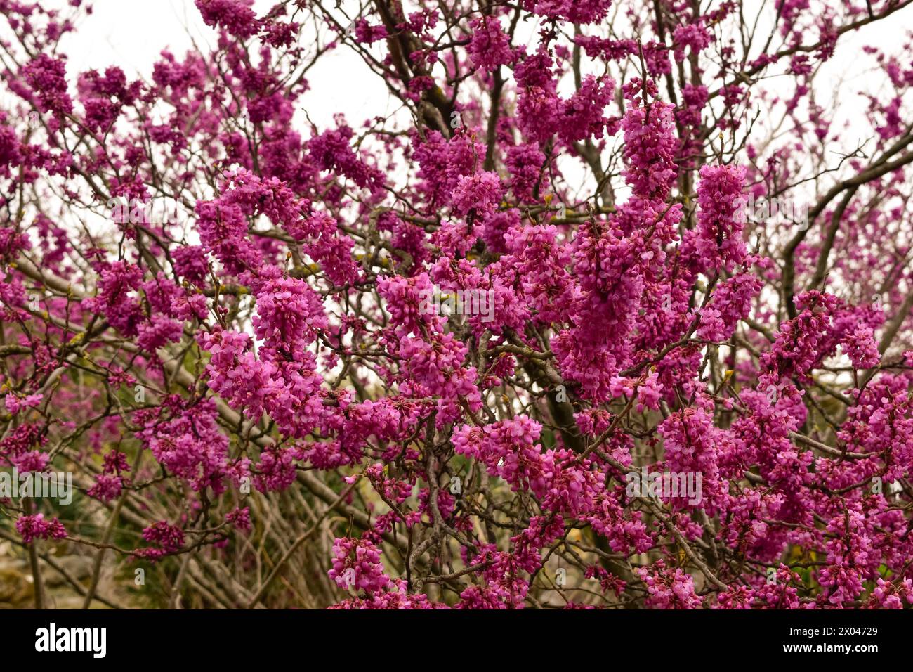 Pink flowering tree Cercis chinensis, the Chinese redbud. Spring bloom ...