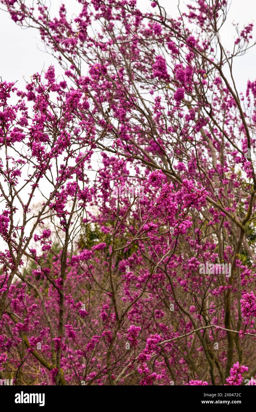 Pink flowering tree Cercis chinensis, the Chinese redbud. Spring bloom ...
