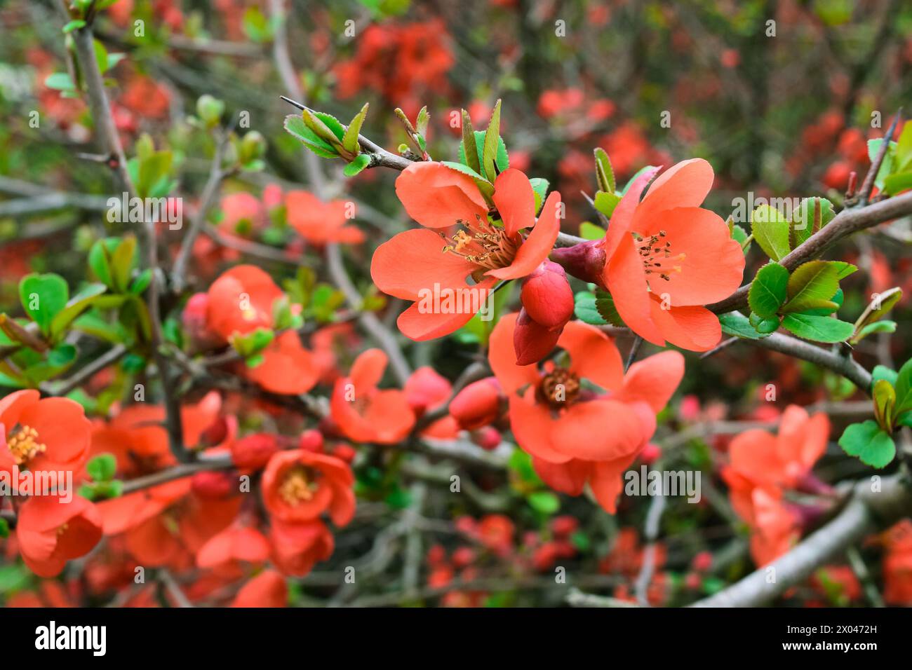 Red flowers of Chaenomeles japonica in the garden, close-up. the ...