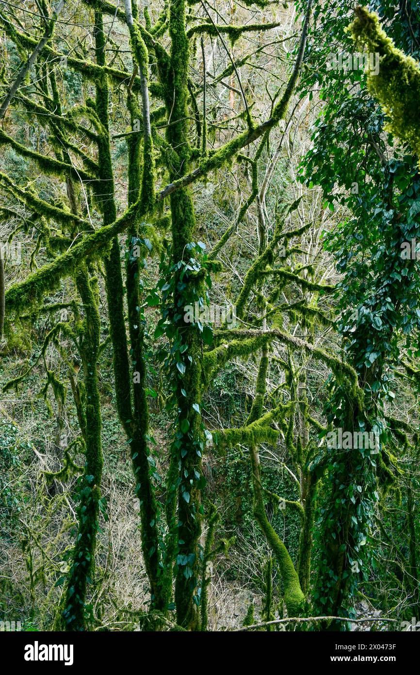 Trees overgrown with moss and ivy in the forest. Forest thicket ...