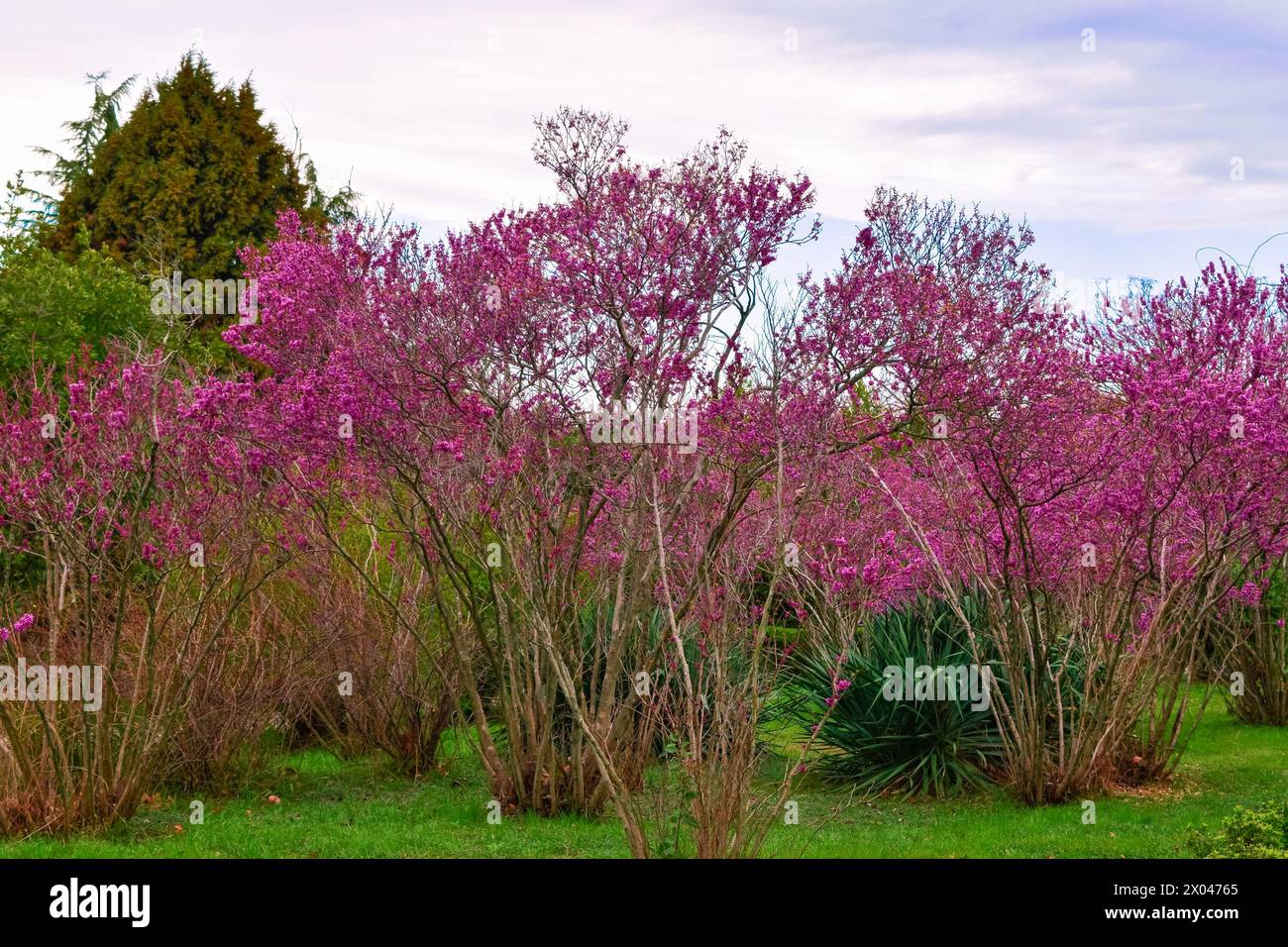 Pink flowering tree Cercis chinensis, the Chinese redbud. Spring bloom ...