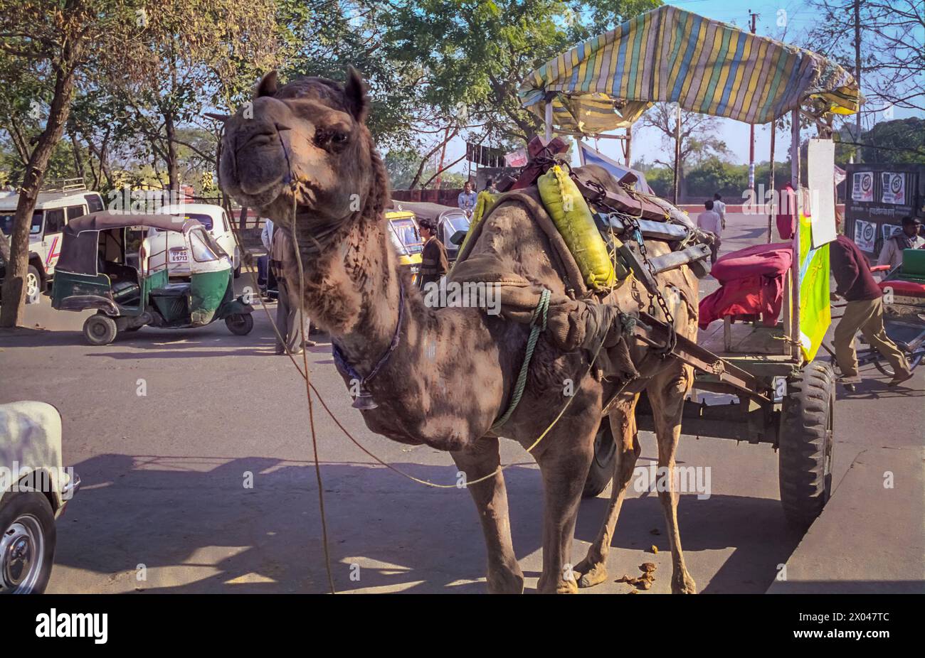 04 June 2008, Agra, India - Camel carriage waiting in a parking lot ...