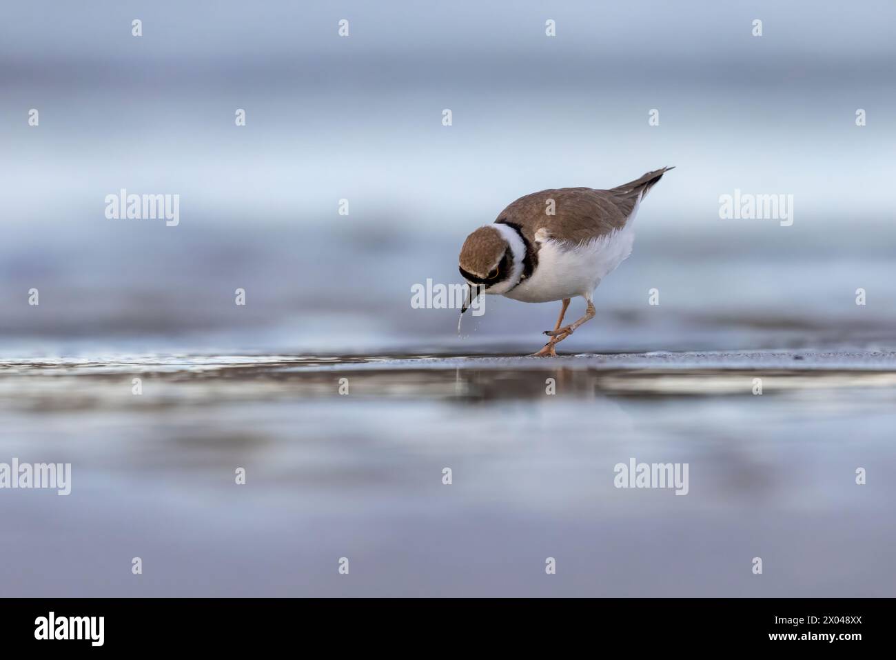 Wader or shorebird, little ringed plover (Charadrius dubius) on the ...
