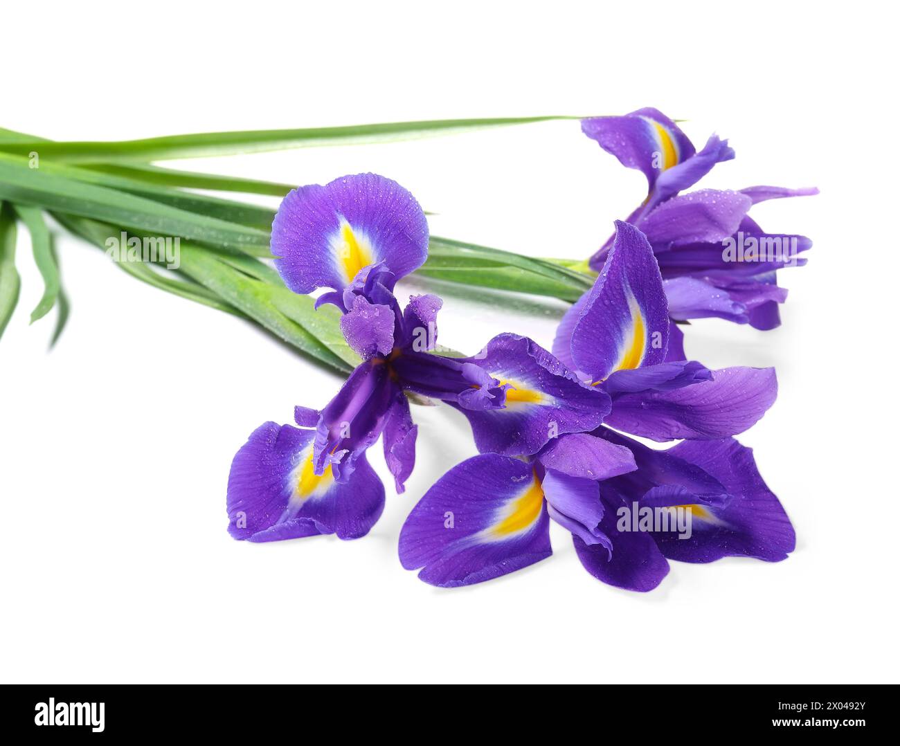 Beautiful violet iris flowers with water drops isolated on white Stock ...