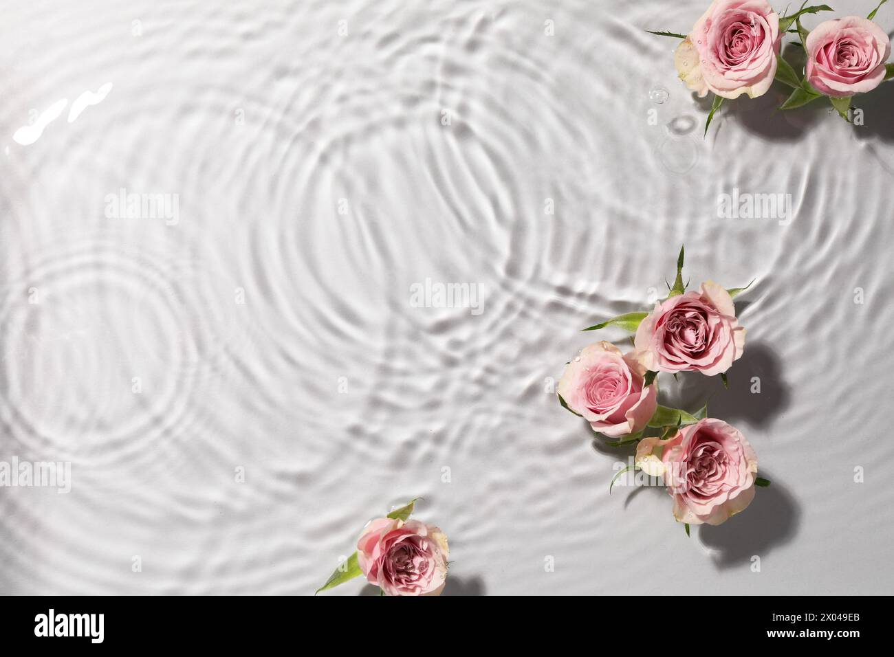 Beautiful roses in water on white background, top view. Space for text ...