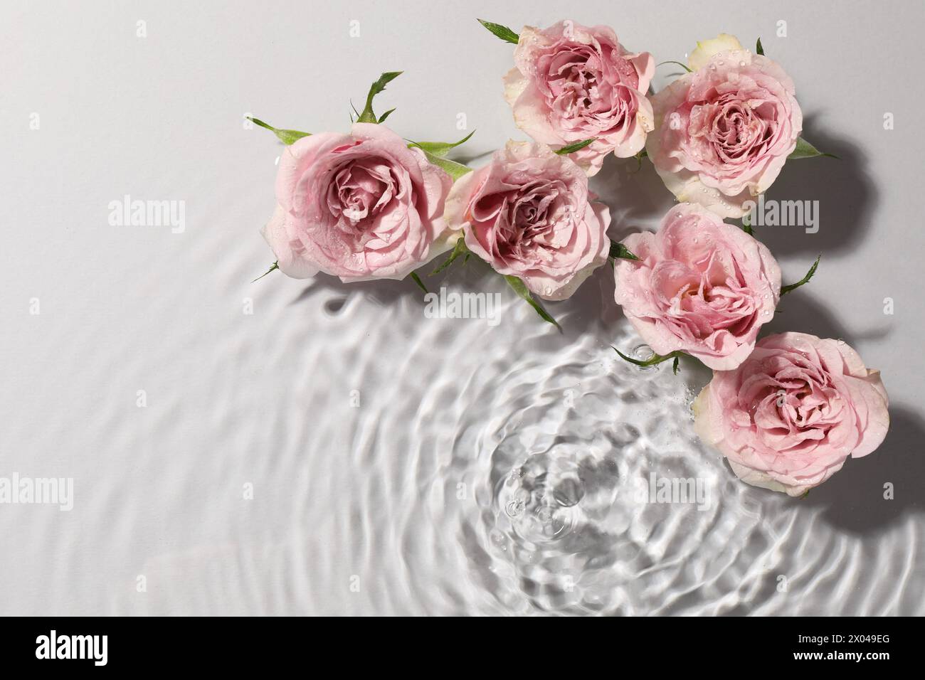 Beautiful roses in water on white background, top view. Space for text ...
