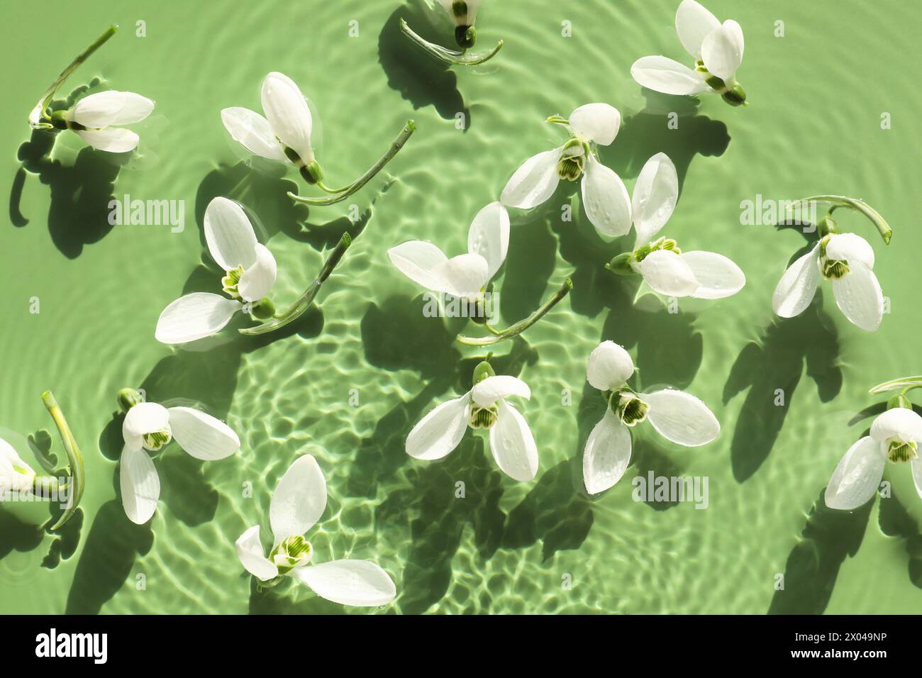 Beautiful flowers in water hi-res stock photography and images - Alamy