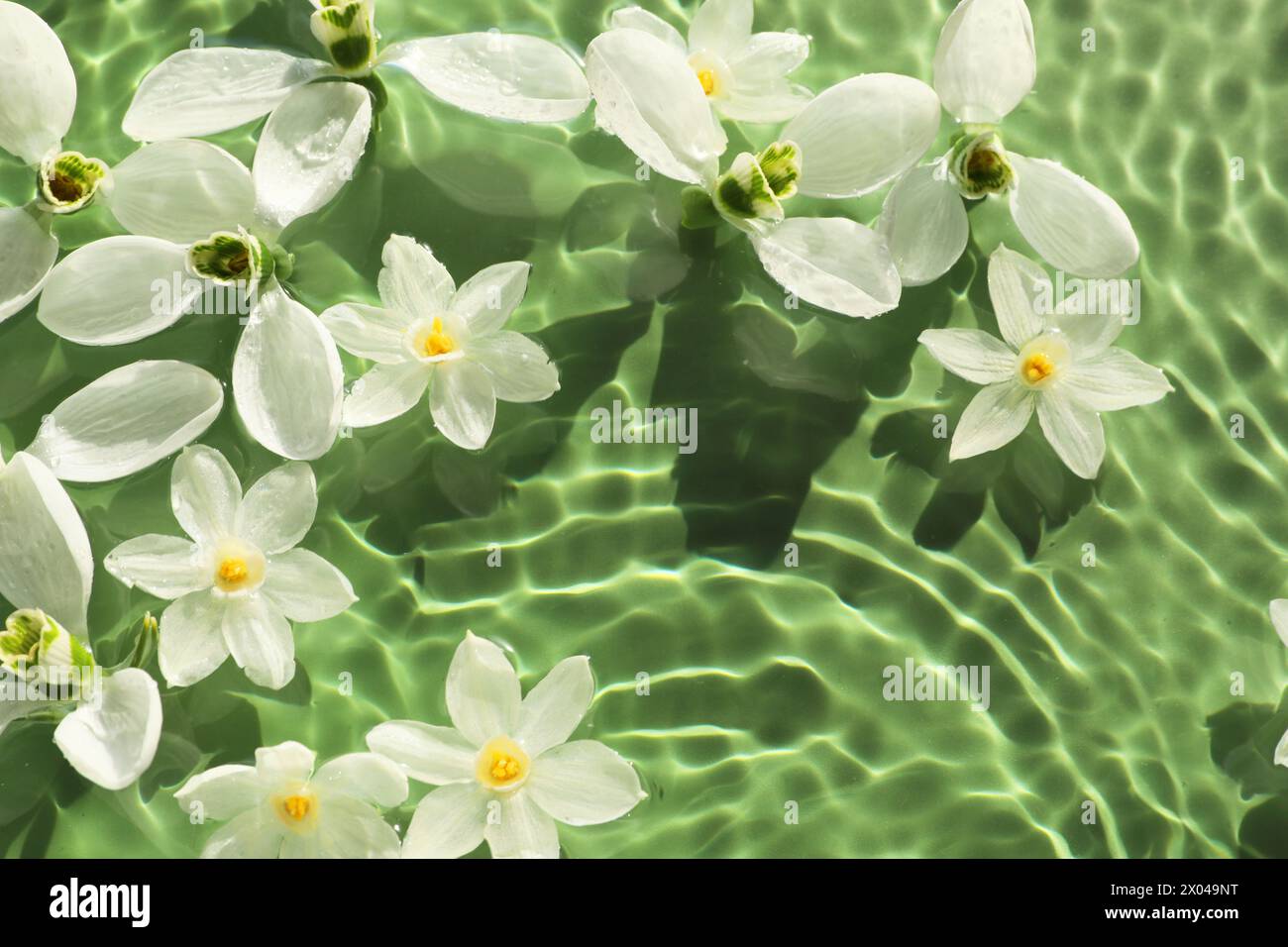Beautiful flowers in water on green background, top view. Space for ...