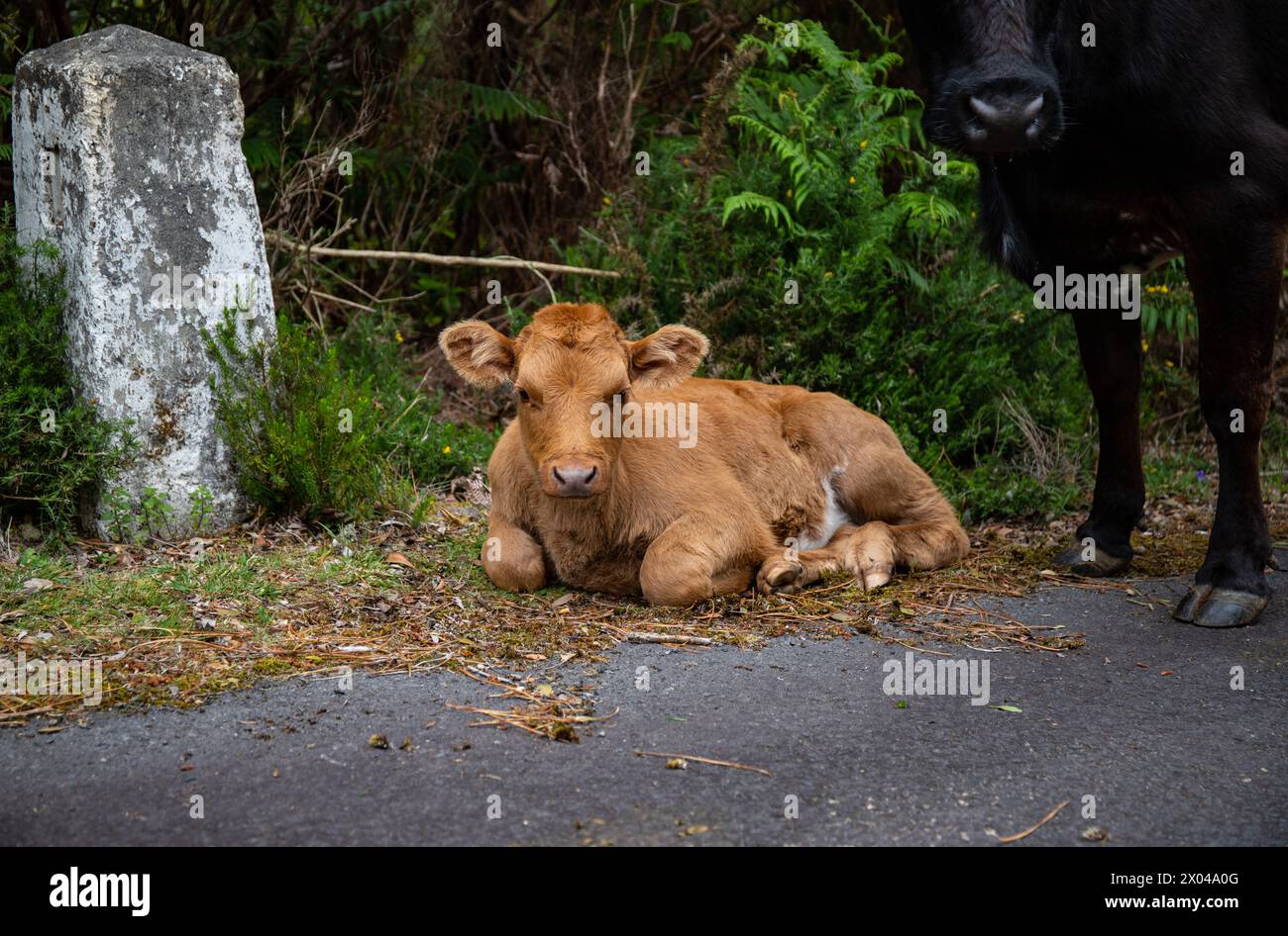 Brown baby calf resting on the side road next to mother cow Stock Photo ...