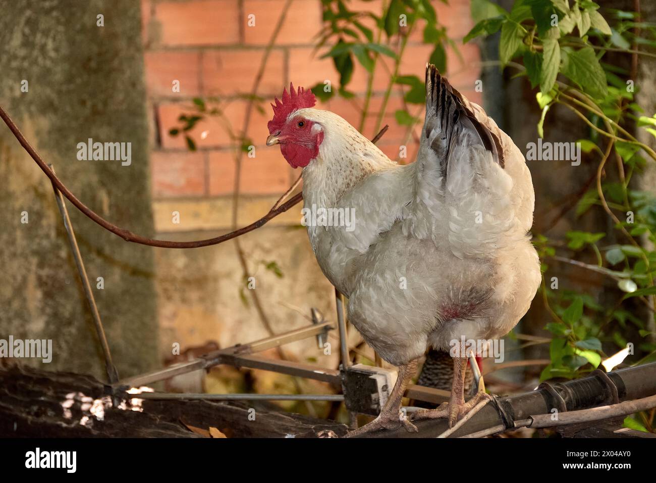 A white laying hen of the Sunset breed moves around the chicken coop in ...