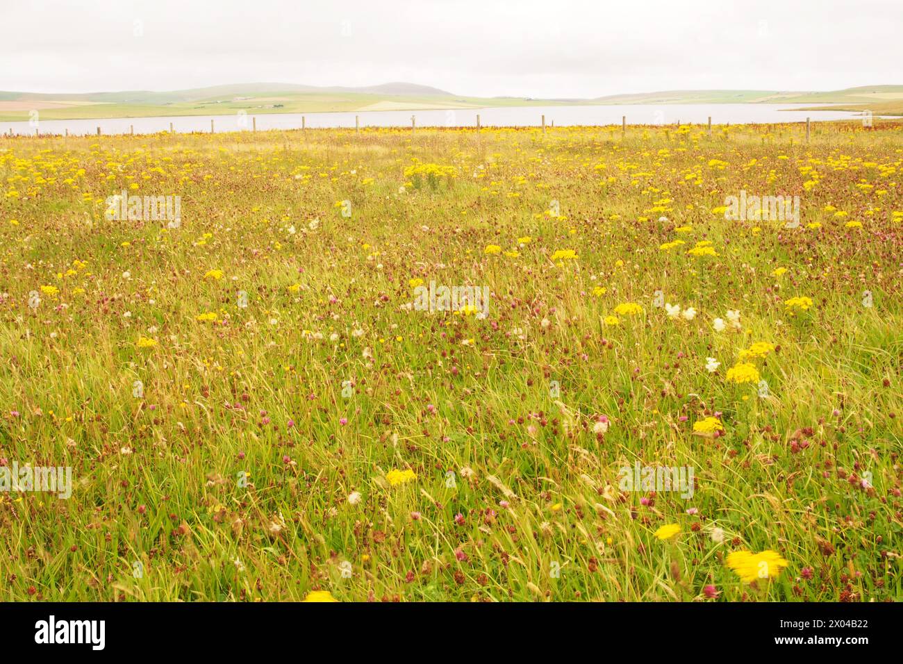 Wild flower meadows on mainland Orkney in summer, with the sea in the ...