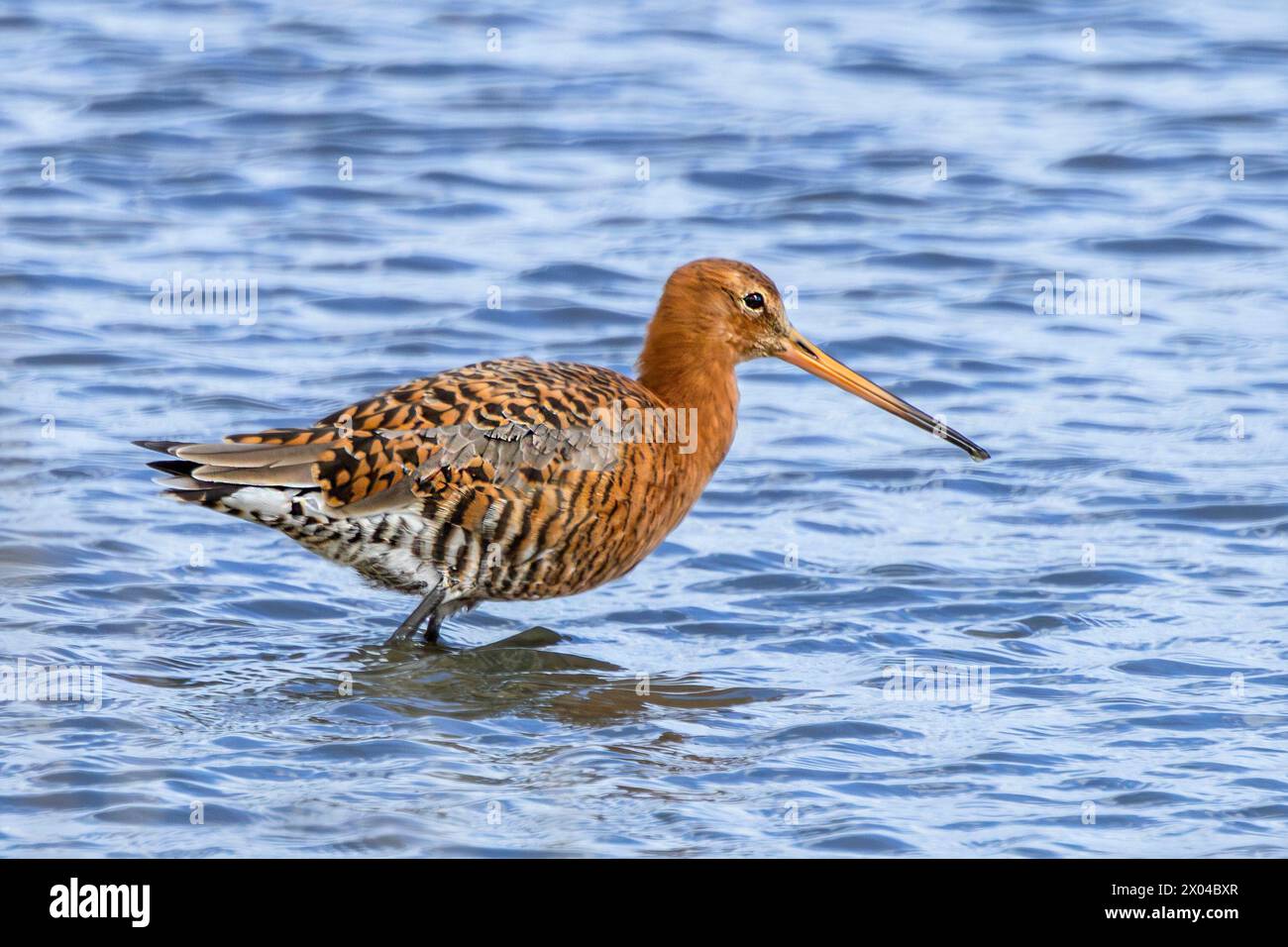 Black tailed Godwit, UK Stock Photo - Alamy