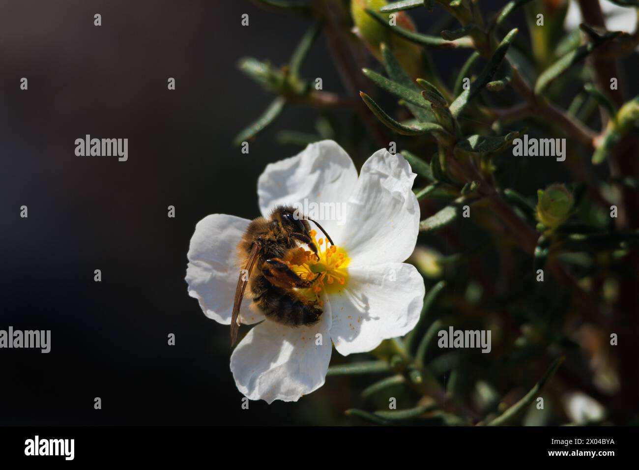 Apis mellifera bee feeding on black jaguar flower (Cistus monspeliensis ...