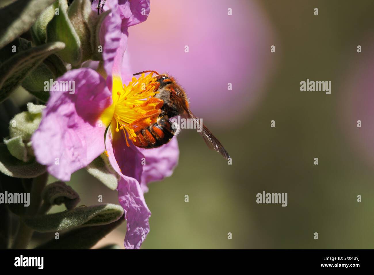 Red solitary bee rhodanthidium sticticum hi-res stock photography and ...