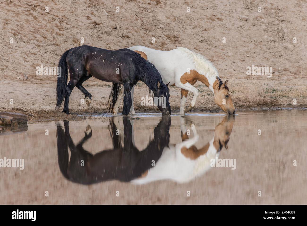 The Onaqui Mountain wild horse herd have a slight to moderate build and ...