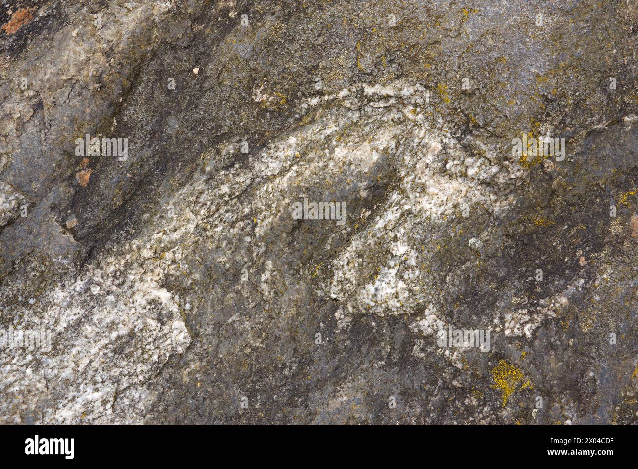 Background of grey and white Migmatite, some spots of yellow lichen on ...