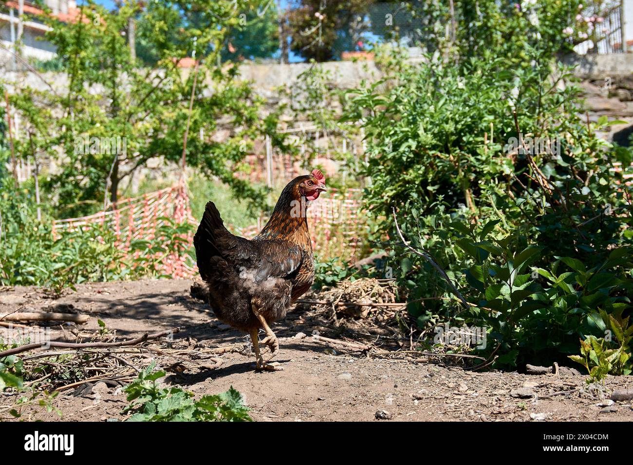 black harco free range hen chicken. Chicken in the grass. The harco ...