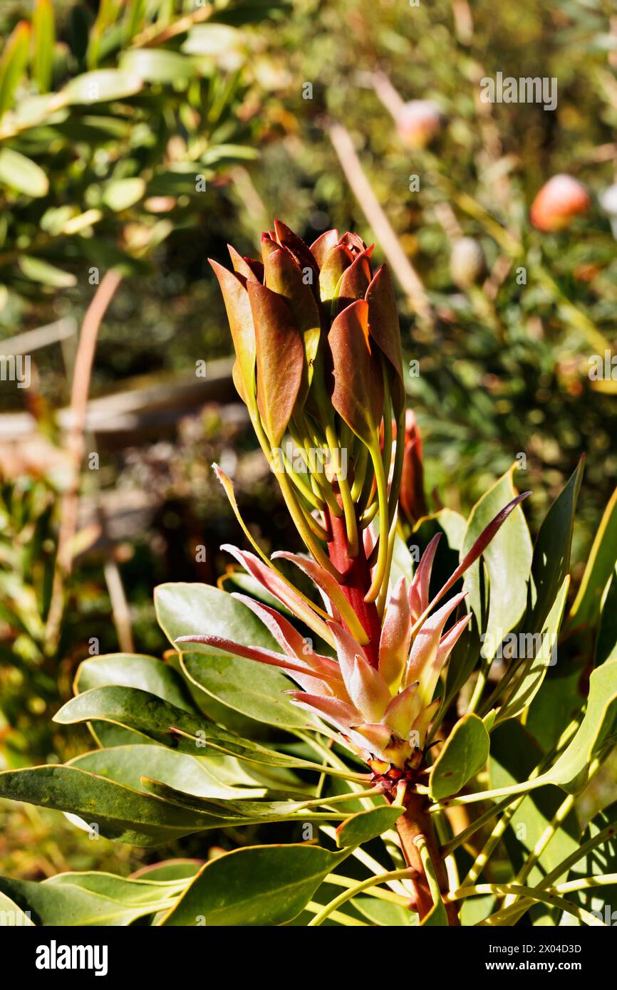 Flower of sugarbush protea, South African springtime flowering plant ...