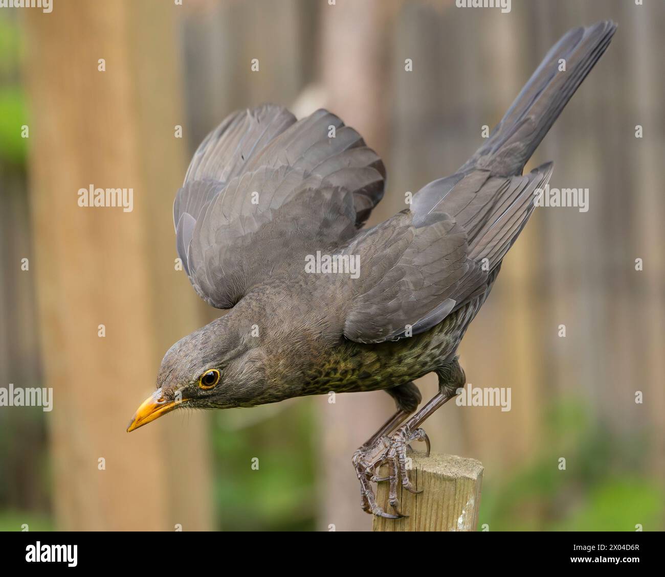 Blackbird flying garden hi-res stock photography and images - Alamy