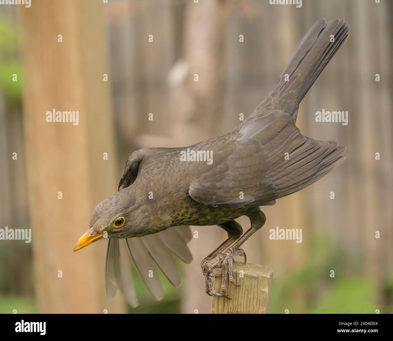 Uk blackbird flying wings hi-res stock photography and images - Alamy