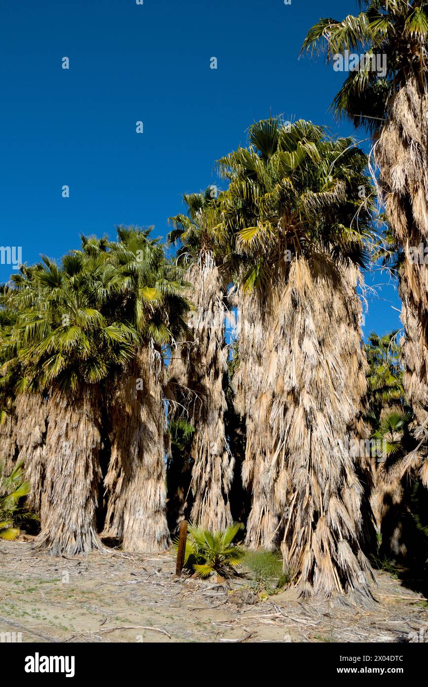 Southern California native palm trees growing in the desert Stock Photo ...