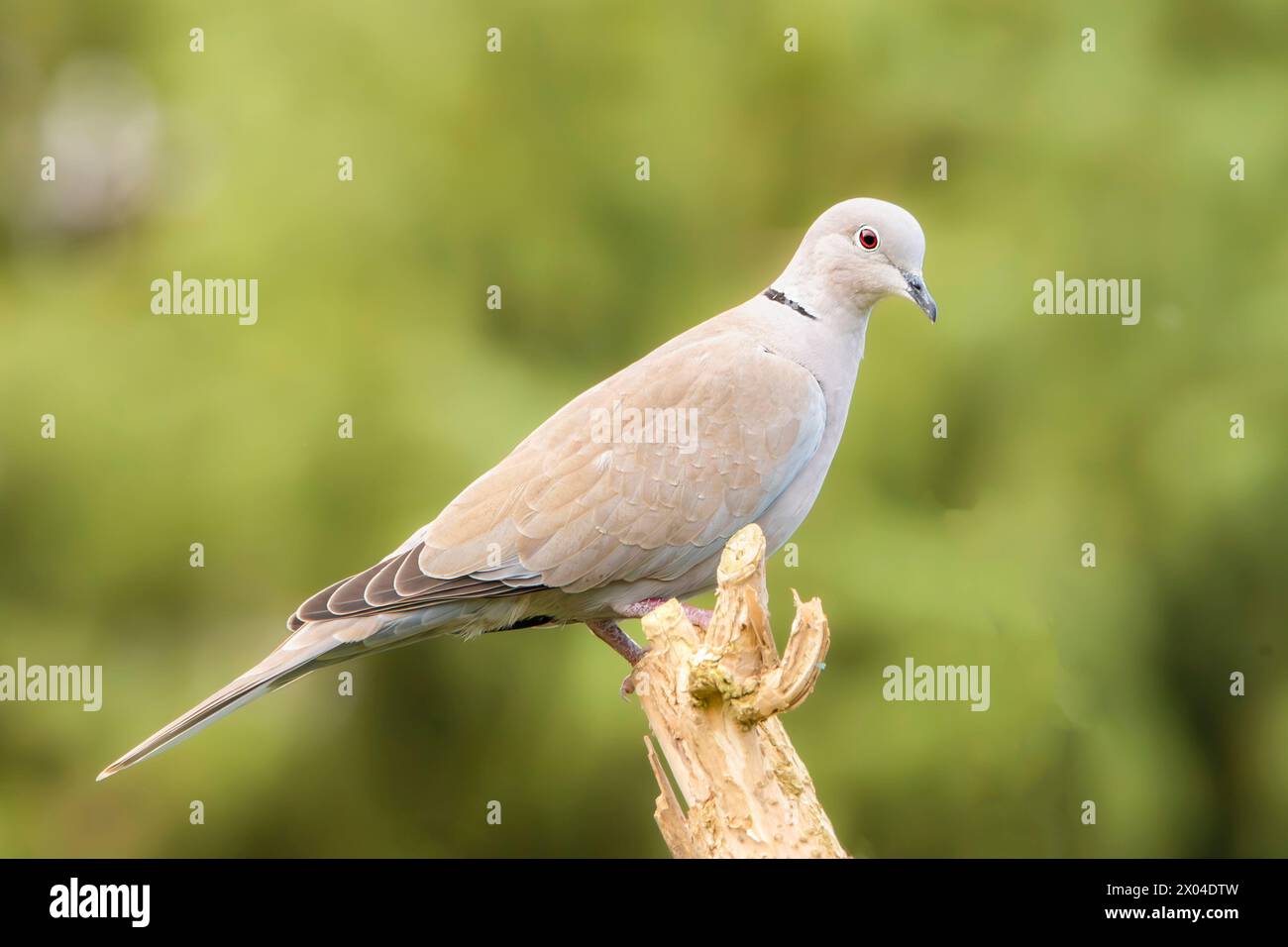 Collared Dove, UK Stock Photo - Alamy