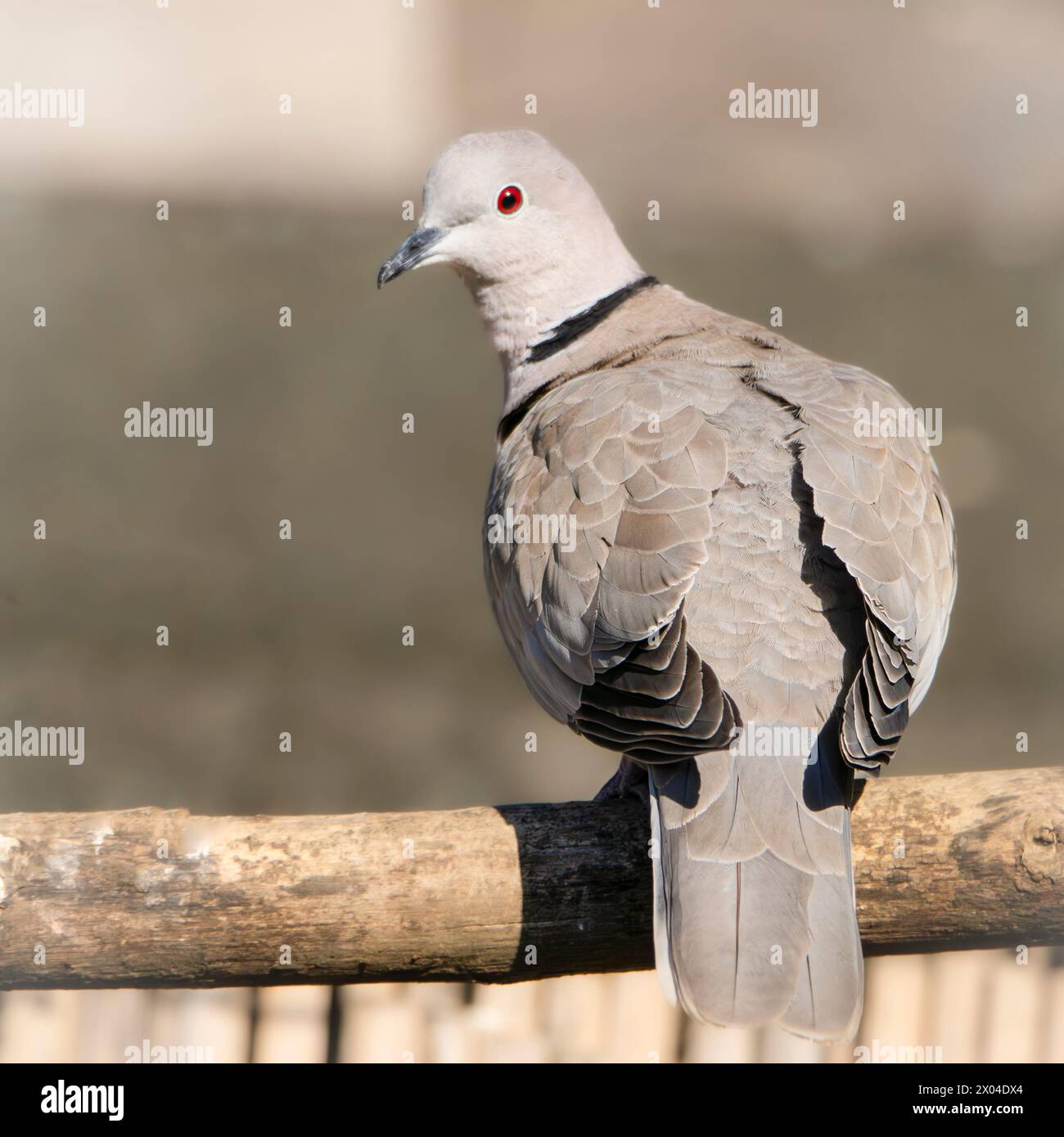 Black bird white collar hi-res stock photography and images - Alamy