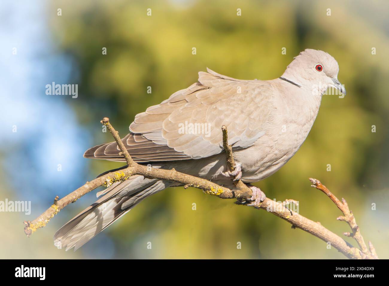 Black bird white collar hi-res stock photography and images - Alamy