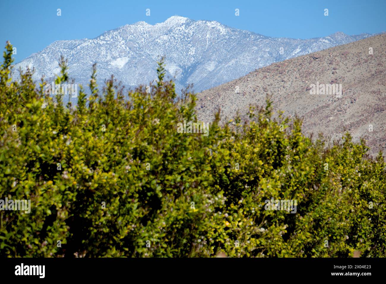 Snowy mountains and citrus tree tops Stock Photo - Alamy