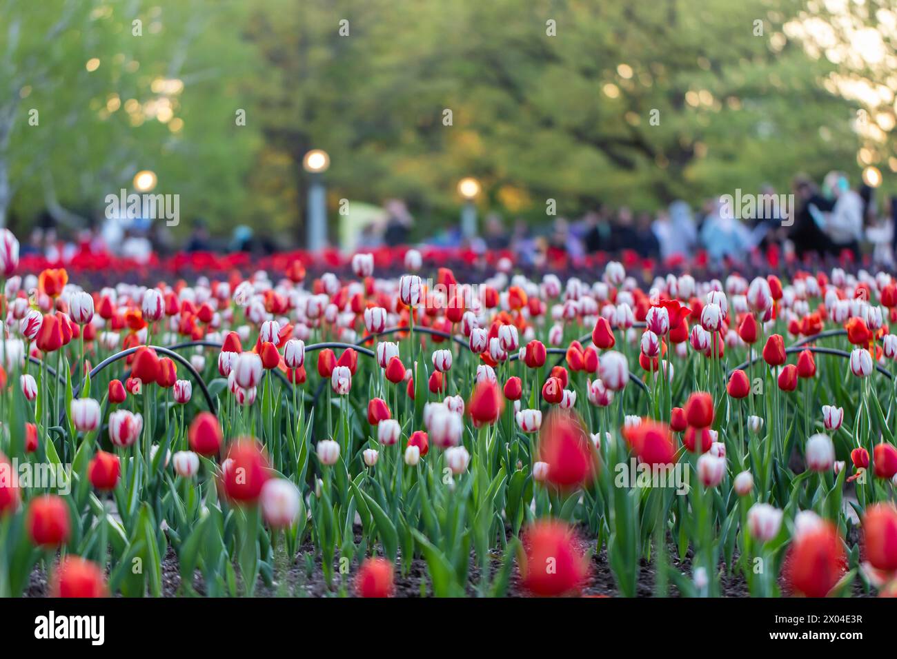 Tulip festival in Ottawa, Canada. Spring flowers in park with walking ...