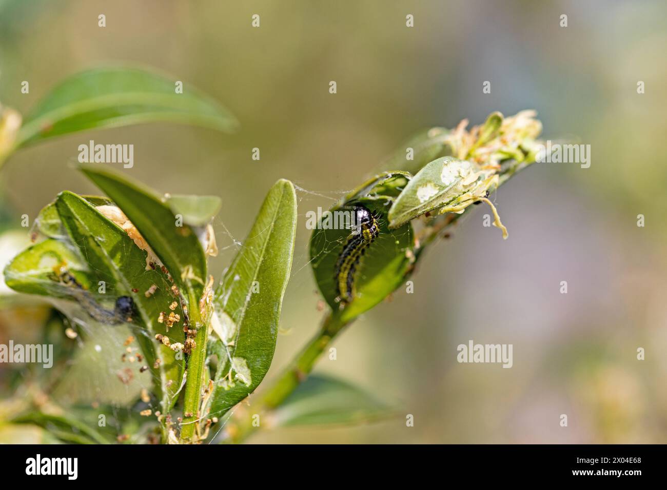 box tree moth caterpillar in a boxwood bush Stock Photo - Alamy