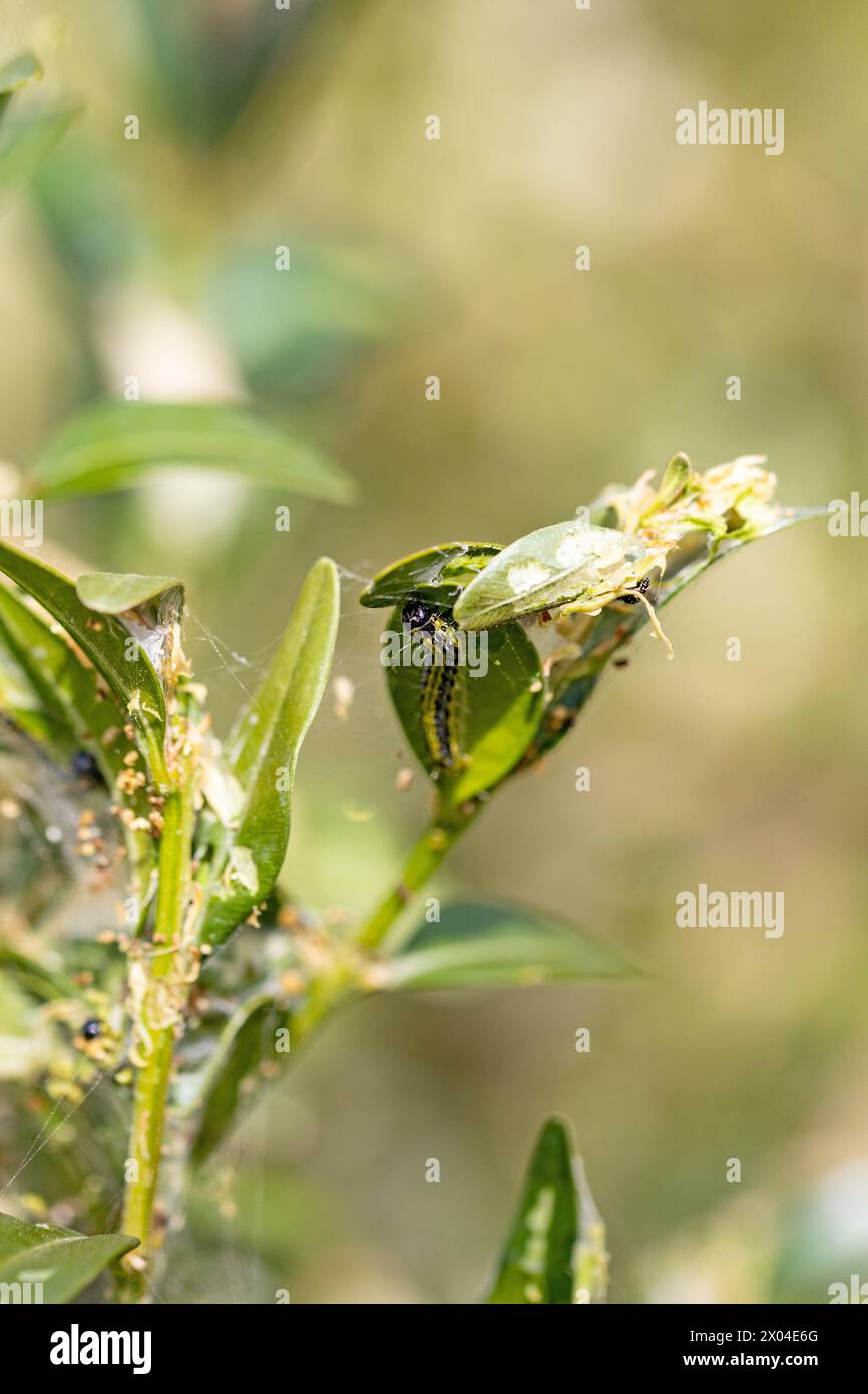 Box tree moth caterpillar hi-res stock photography and images - Alamy