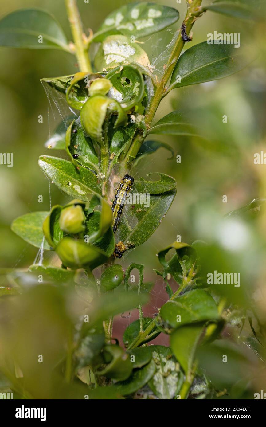box tree moth caterpillar in a boxwood bush Stock Photo - Alamy