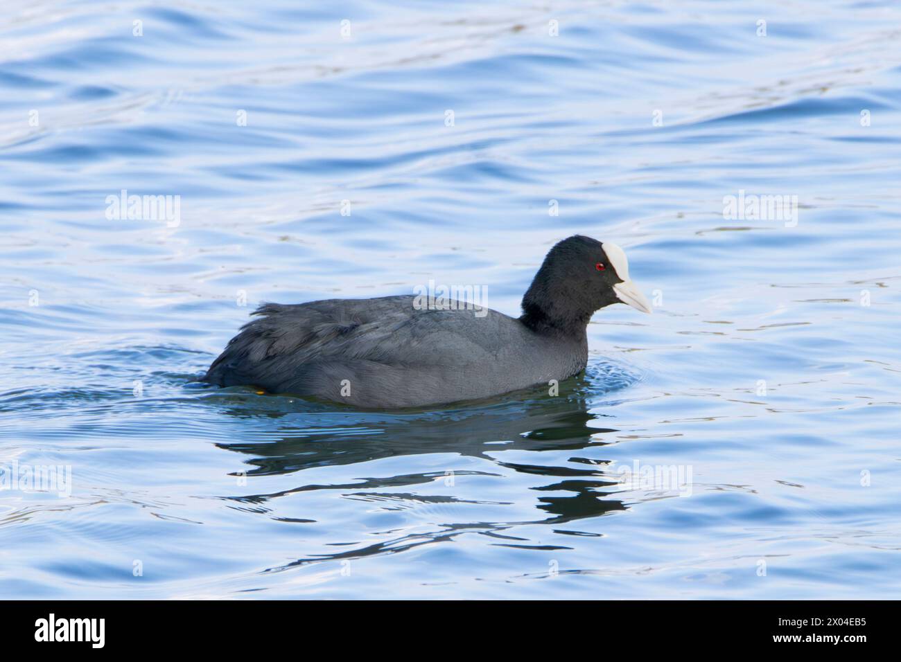 Common coots feet hi-res stock photography and images - Alamy
