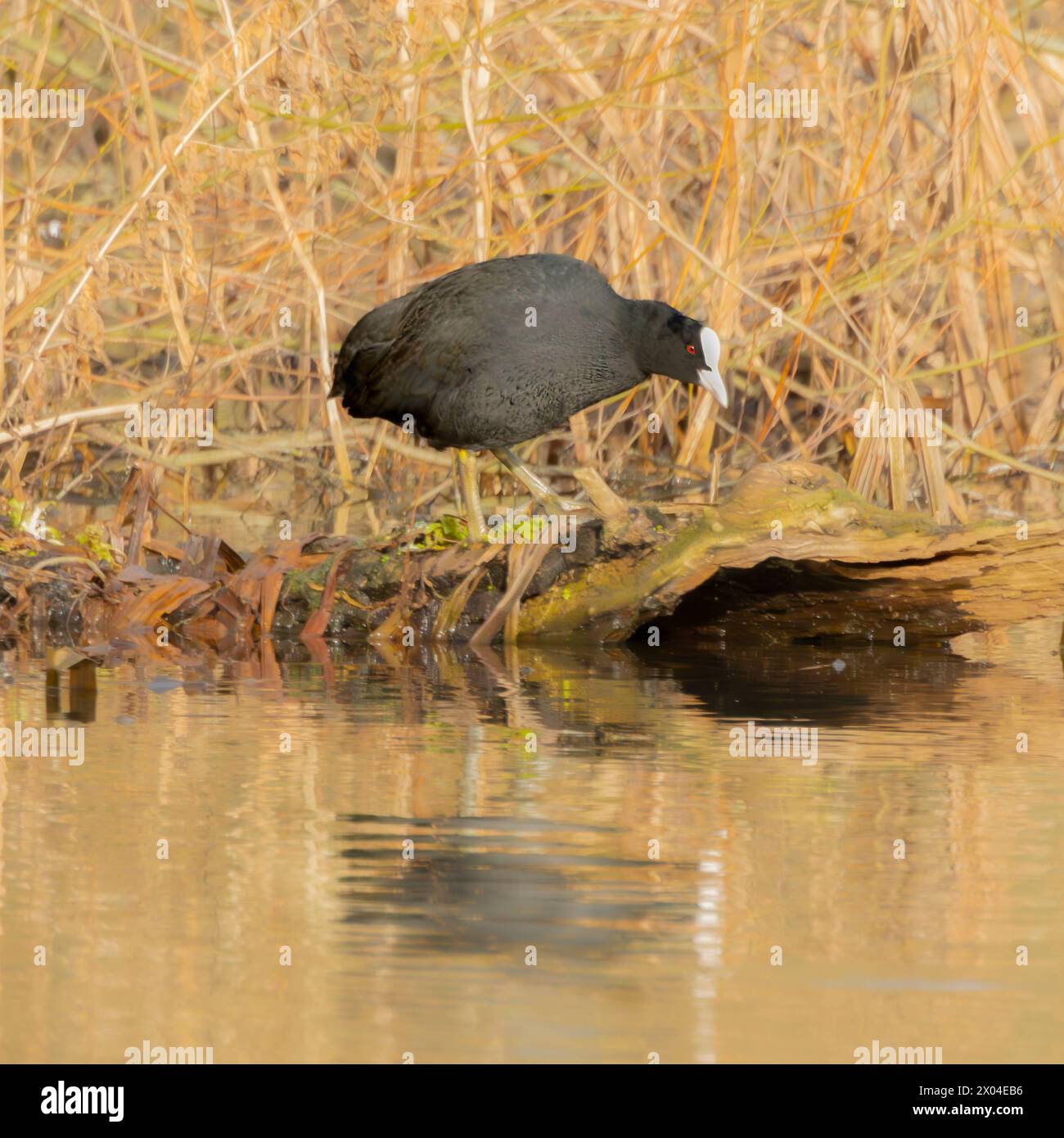 Coot, Water fowl, UK Coot Stock Photo - Alamy