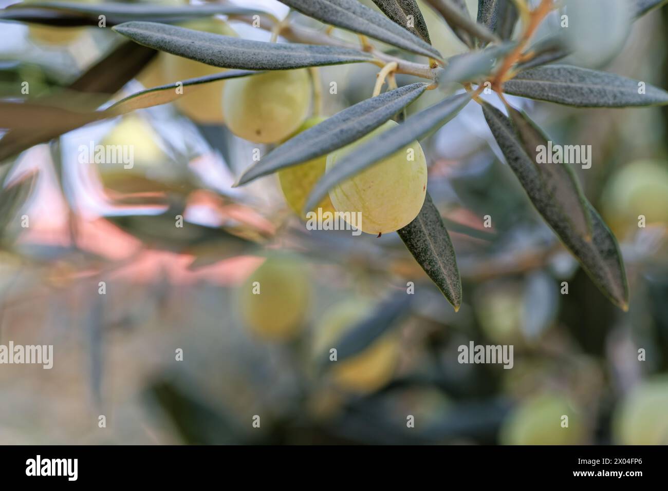 Close-up of olives hanging on a branch of olive tree Stock Photo - Alamy