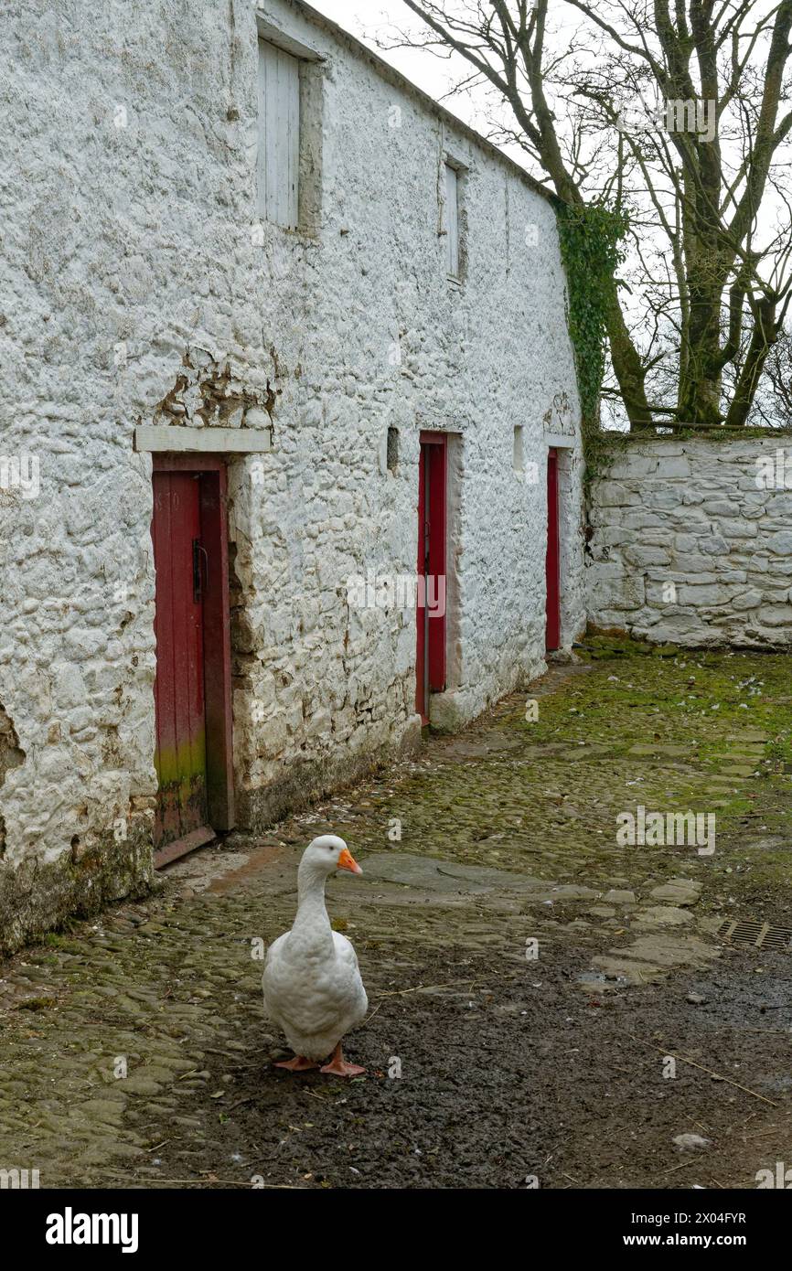 Duck in farm yard. Ulster American Folk Park, Omagh, Northern Ireland ...