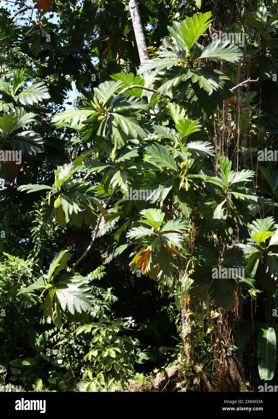 Breadnut Tree, Artocarpus camansi, Moraceae. Tortuguero, Costa Rica ...