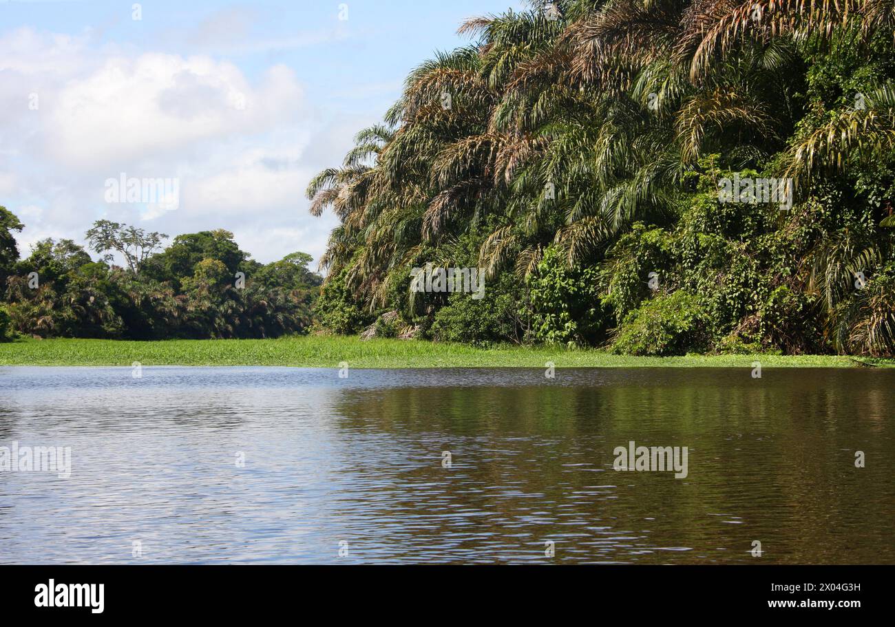 Botany Trees Arecaceae Raffia Hi res Stock Photography And Images Alamy Botany Trees Arecaceae Raffia Hi res Stock Photography And Images Alamy