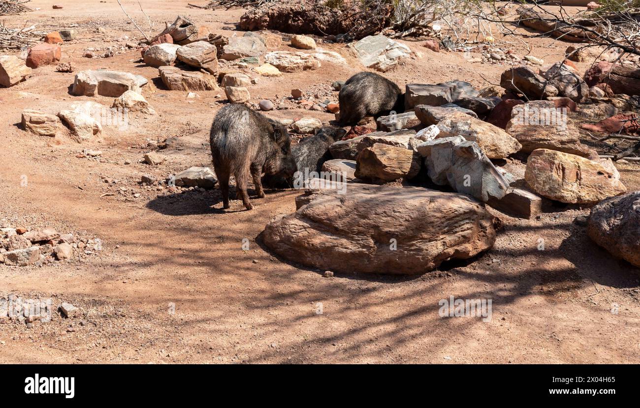 Javelina family hi-res stock photography and images - Alamy