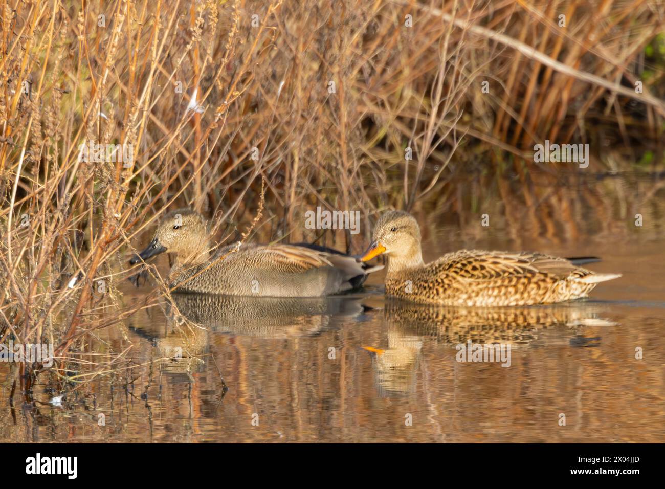 Medium sized ducks hi-res stock photography and images - Alamy