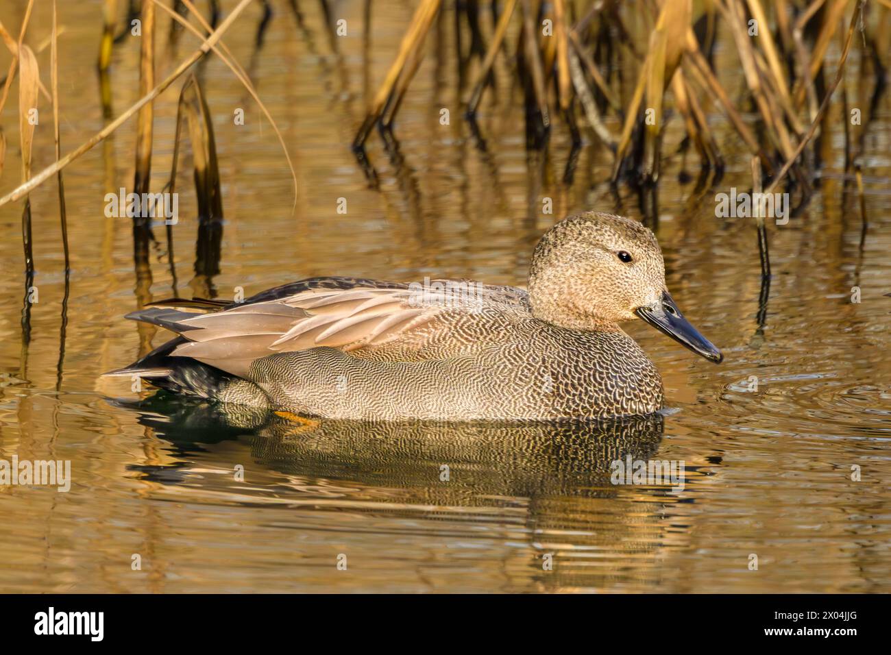Gadwell, Gadwell Ducks Stock Photo - Alamy