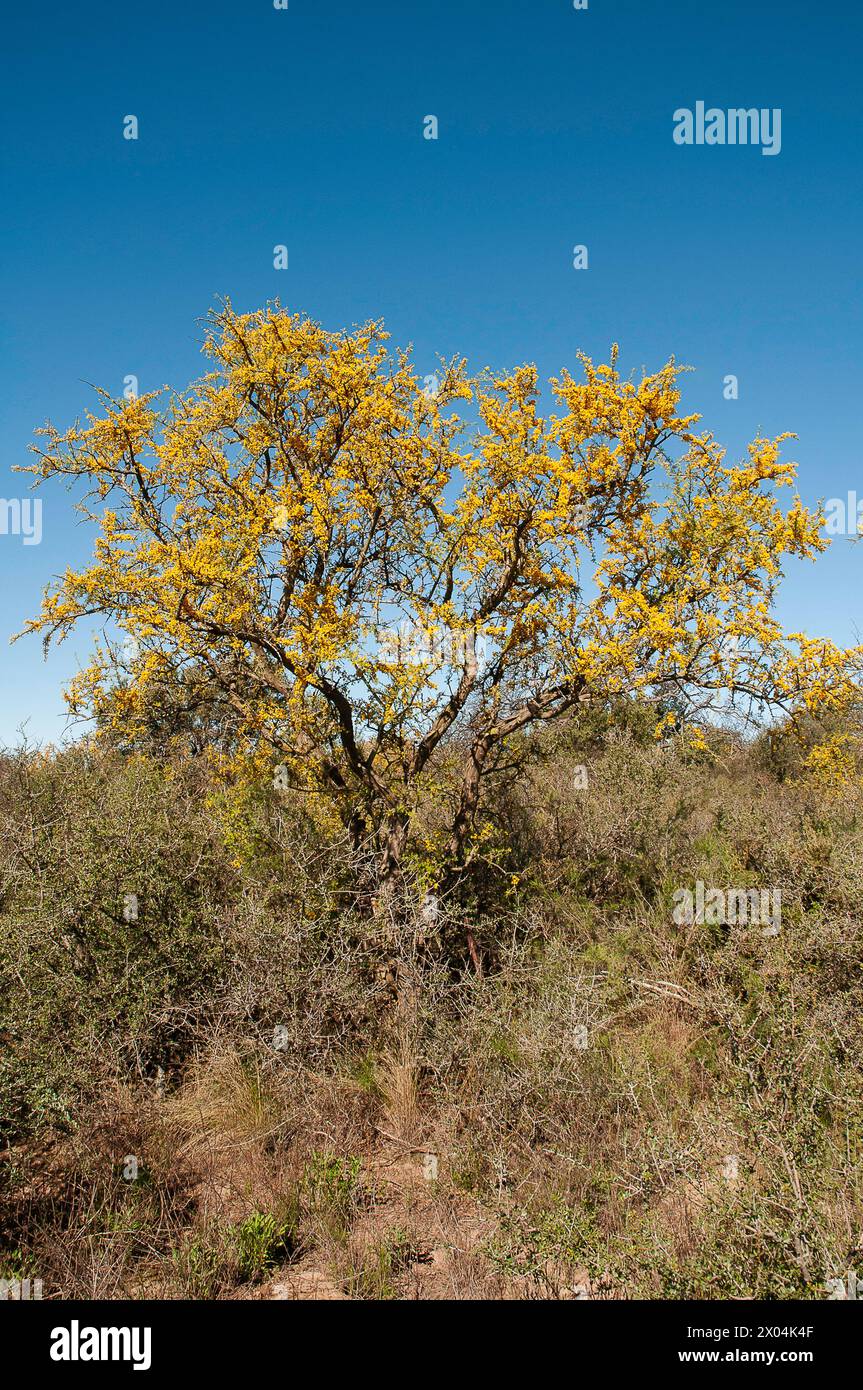 Chañar tree in Calden forest, bloomed in spring,La Pampa,Argentina ...